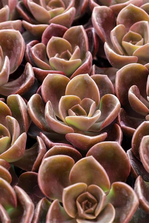 Echeveria 'Melaco'