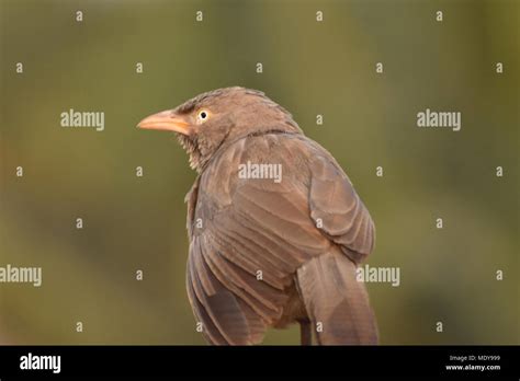 grey colored bird Stock Photo - Alamy