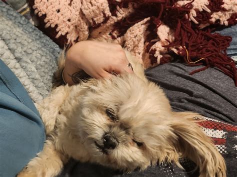 My sweet girl : r/Shihtzu