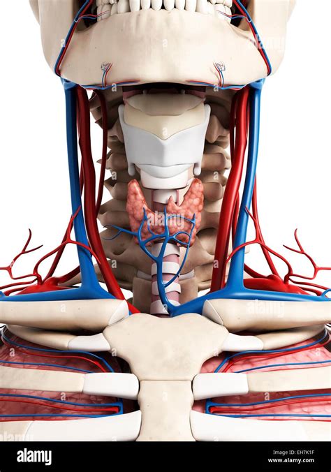 Menschlichen Hals Anatomie, Abbildung Stockfotografie - Alamy