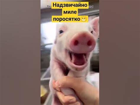 Надзвичайно миле поросятко 😁 - YouTube