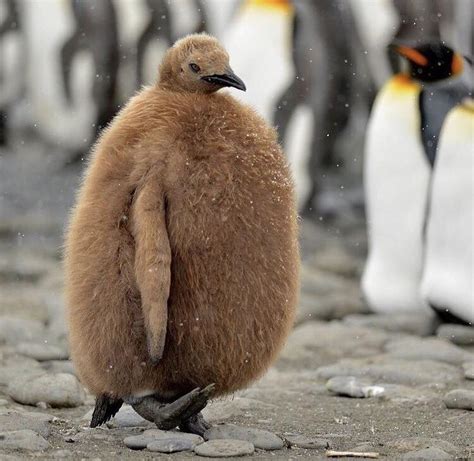 Baby King Penguin