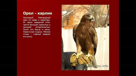 Красная книга Оренбургской области Животные - YouTube