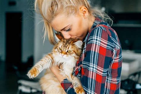 Почему люди любят кошек | почему нравятся коты