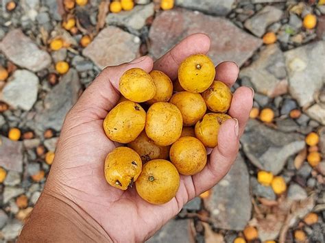 El jobo, una fruta singular – En Segundos Panama