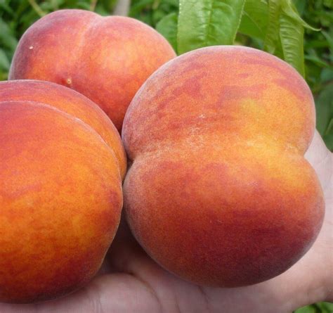 Купить саженцы в Крыму - Нижнегорский питомник растений