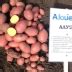 Картофель Алуэт: описание и характеристики, особенности посадки и ...