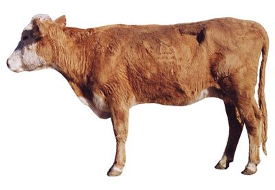 Managing and Feeding Beef Cows Using Body Condition Scores | New Mexico State University - BE ...
